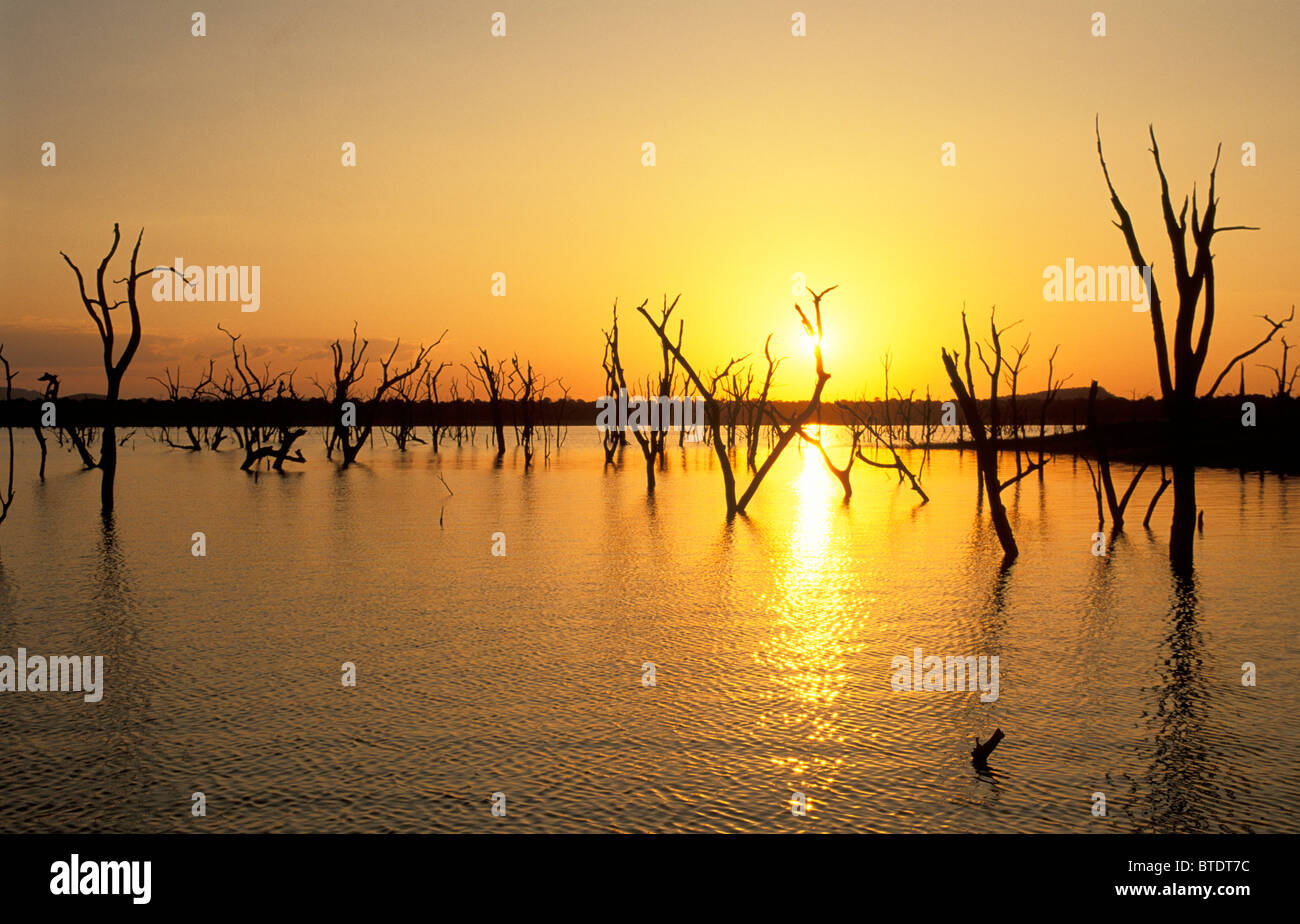 Sunset on Lake Kariba with dead tree silhouettes Stock Photo - Alamy