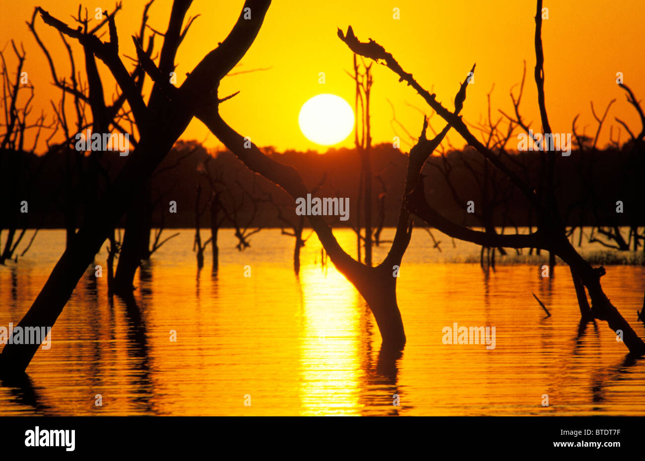 Sunset on Lake Kariba with dead tree silhouettes Stock Photo - Alamy