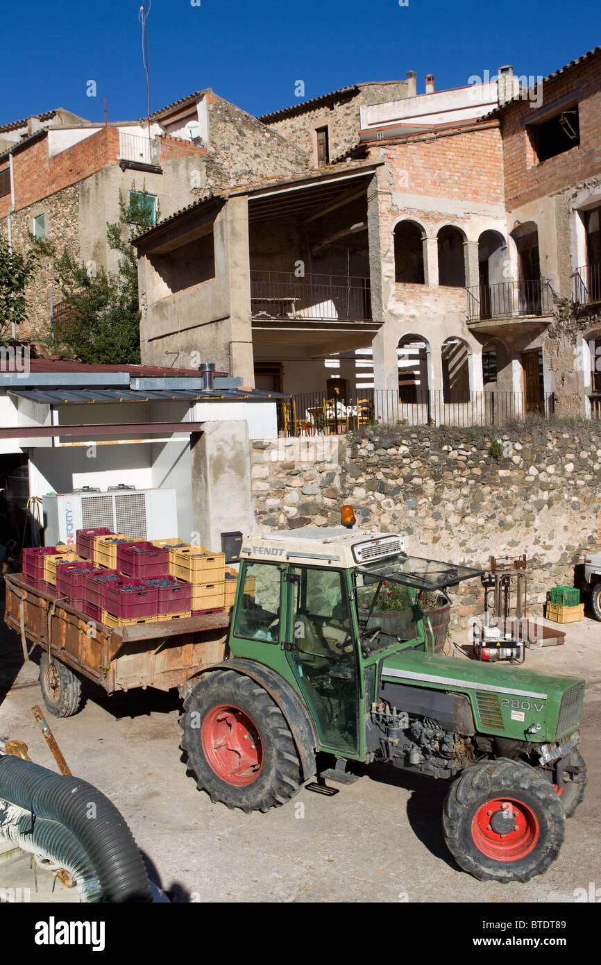 Tractor carrying crates of freshly harvested grapes ready to process in ...