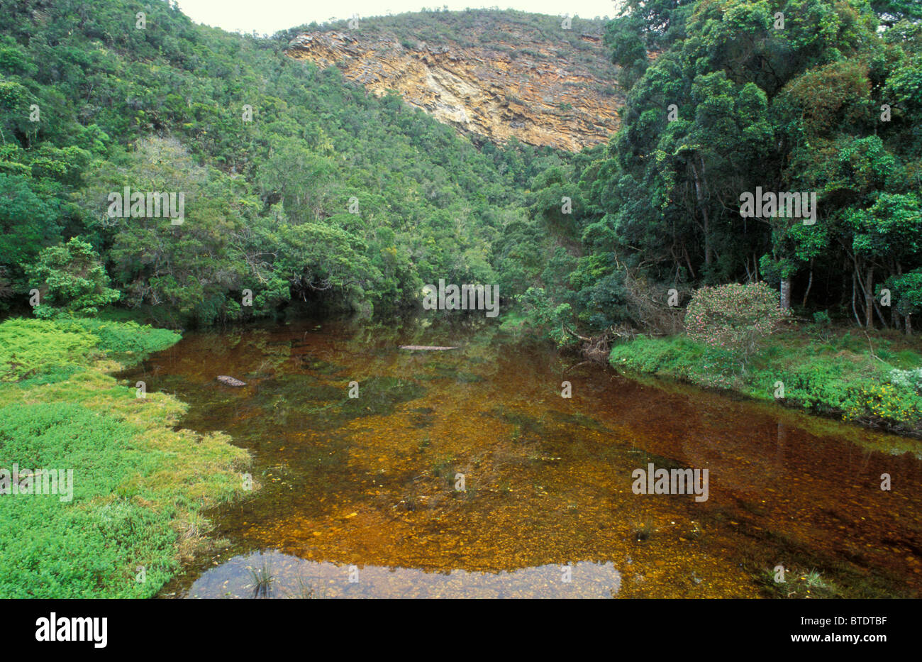 Scenic river landscape at Nature's valley with a clear mountain stream ...