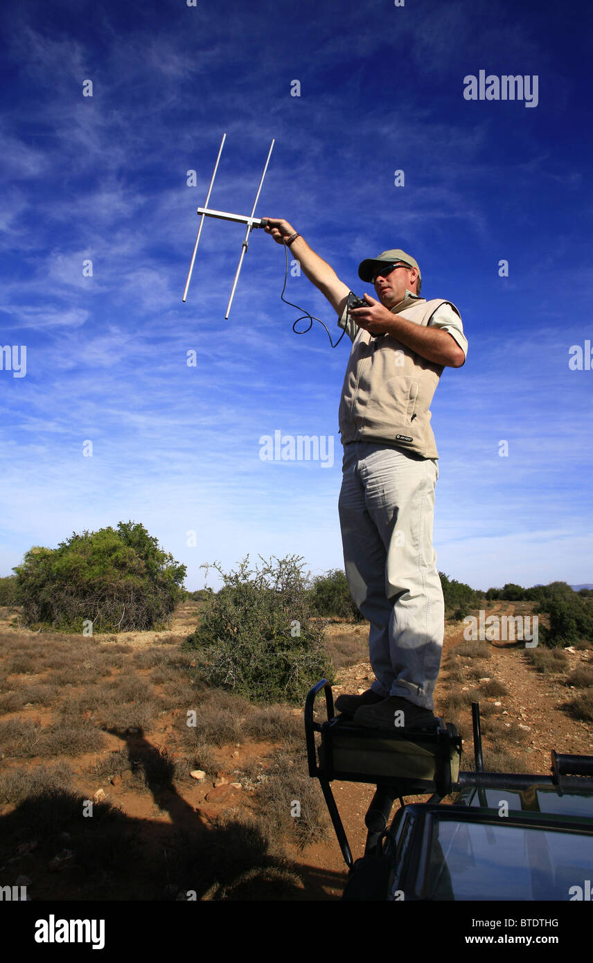 Ranger standing on safari vehicle tracking cheetah by satellite collar ...