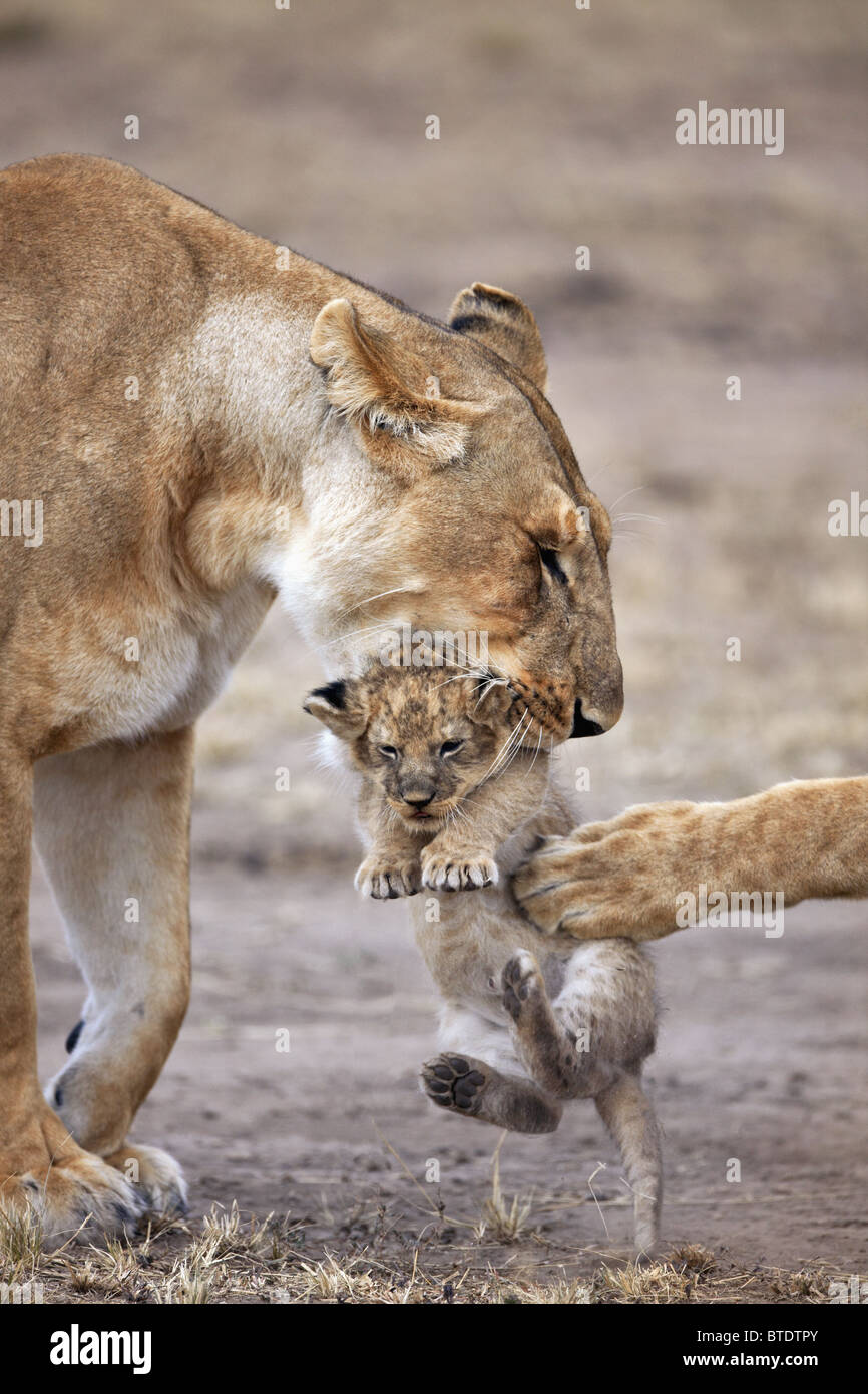 Lioness carrying cub.Will frequently move young cubs in order to ...