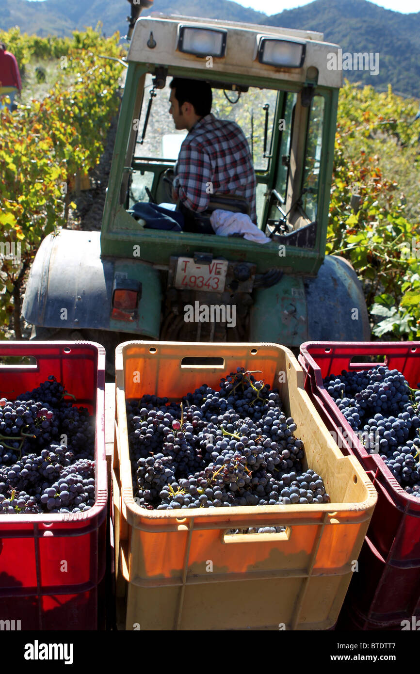 Tractor being driven to collect grapes in a vineyard in Catalonia ...
