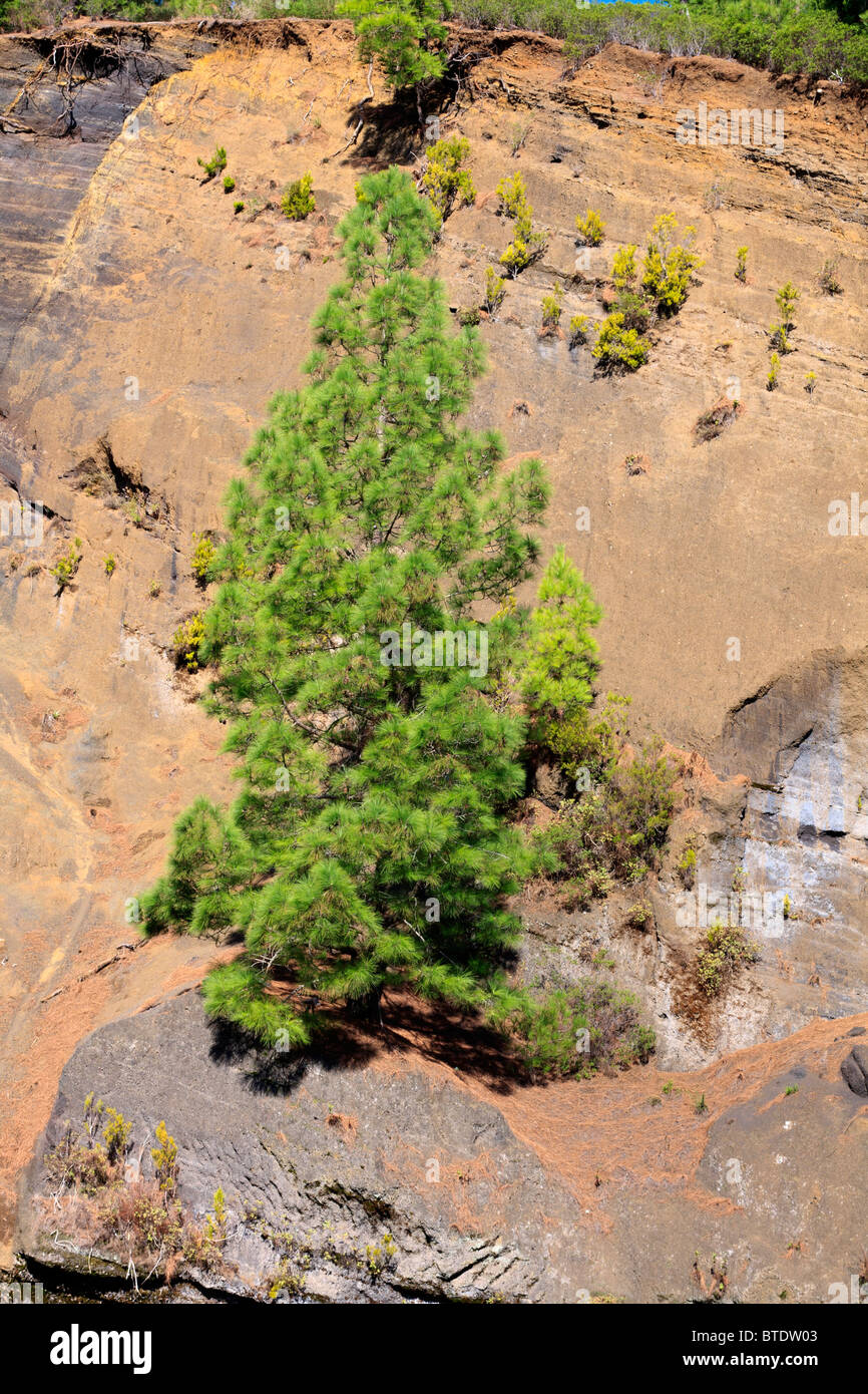 A Canarian pine Pinus canariensis tree growing from a cliff side in La ...