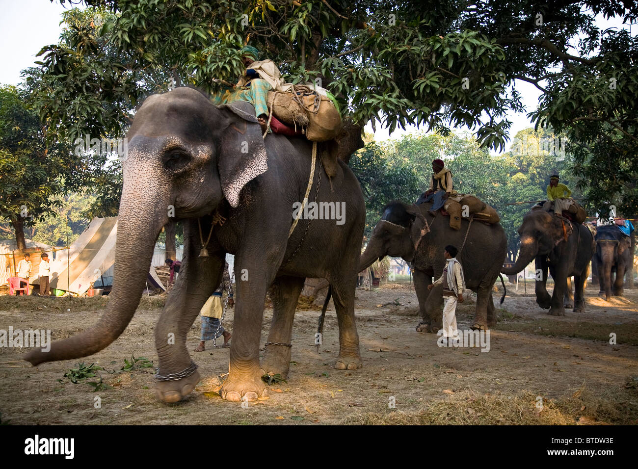 Elephants and their mahouts (elephant handlers) arrive for the month ...