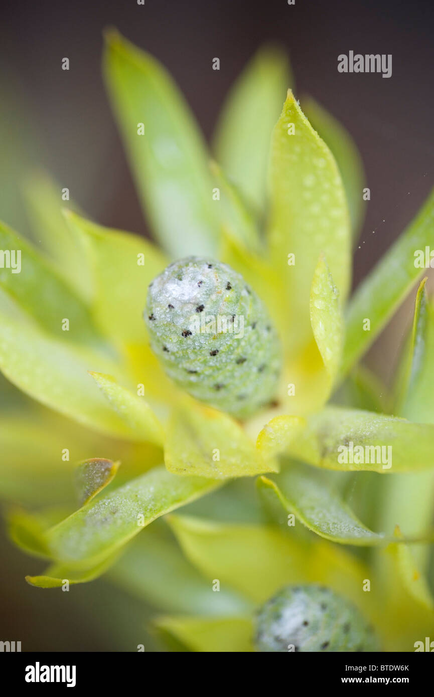 protea leucadendron discolor golden cone flower Stock Photo - Alamy