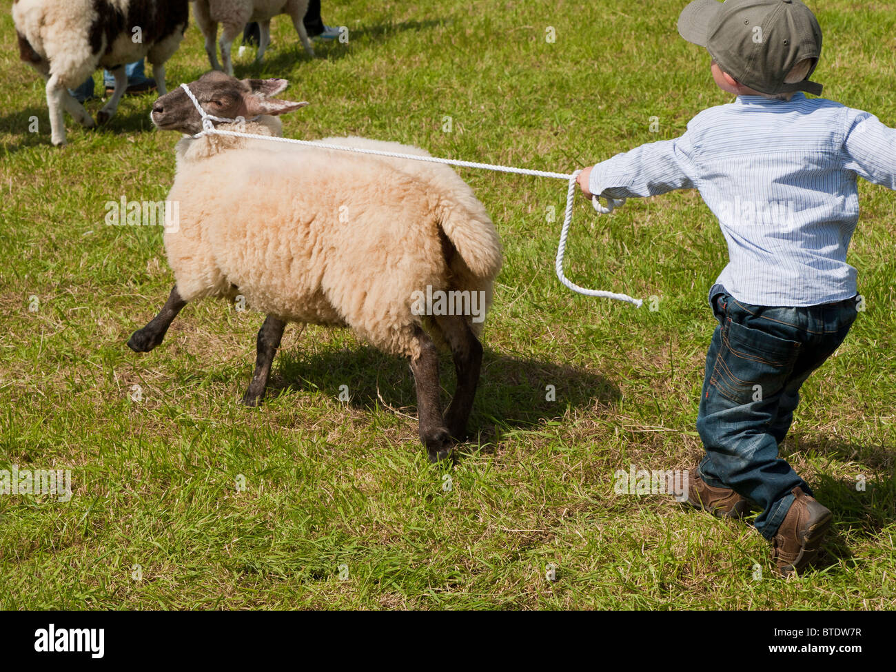 Lamb On Lead High Resolution Stock Photography and Images - Alamy
