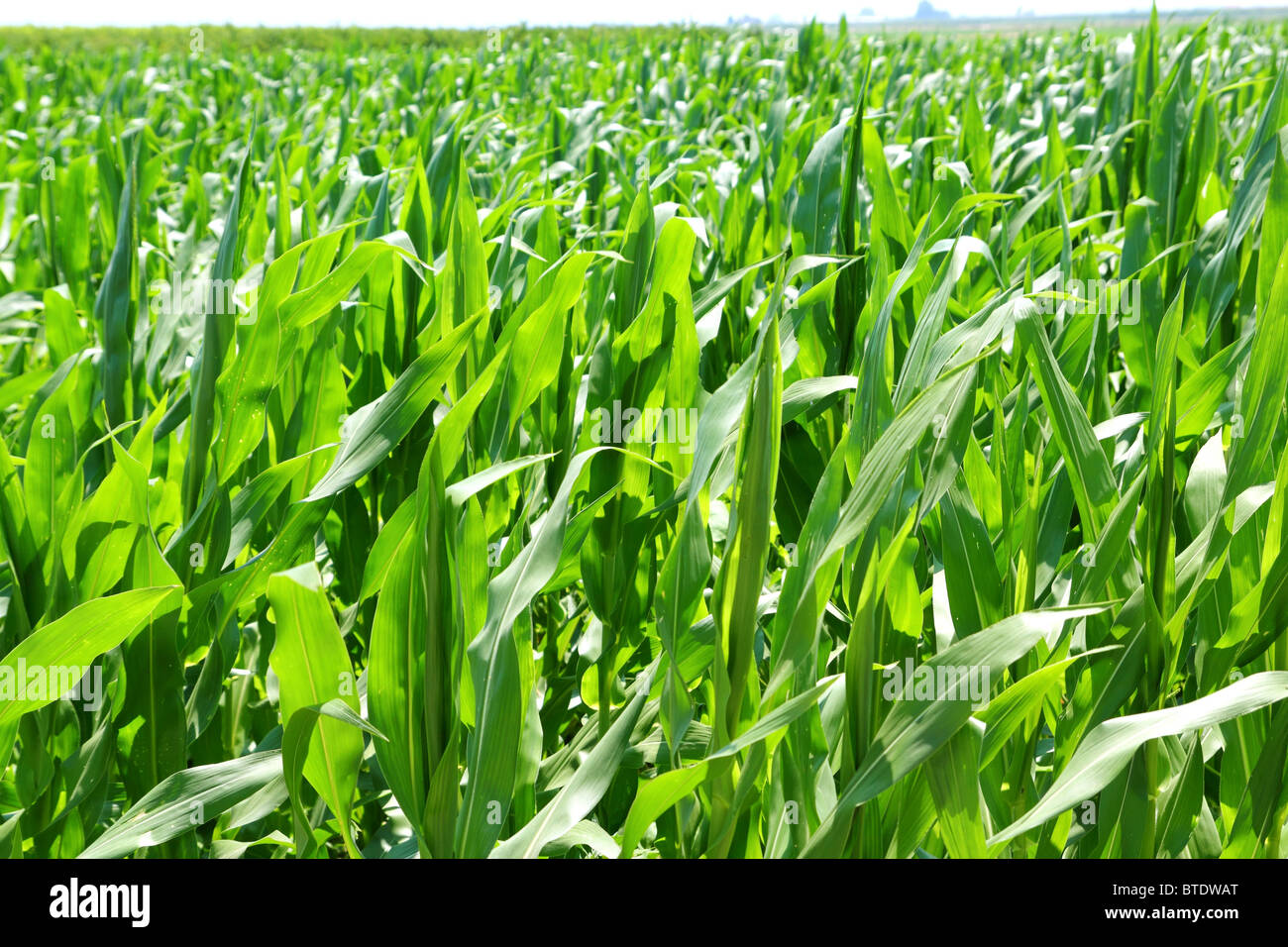 agriculture corn plants field green plantation texture Stock Photo - Alamy
