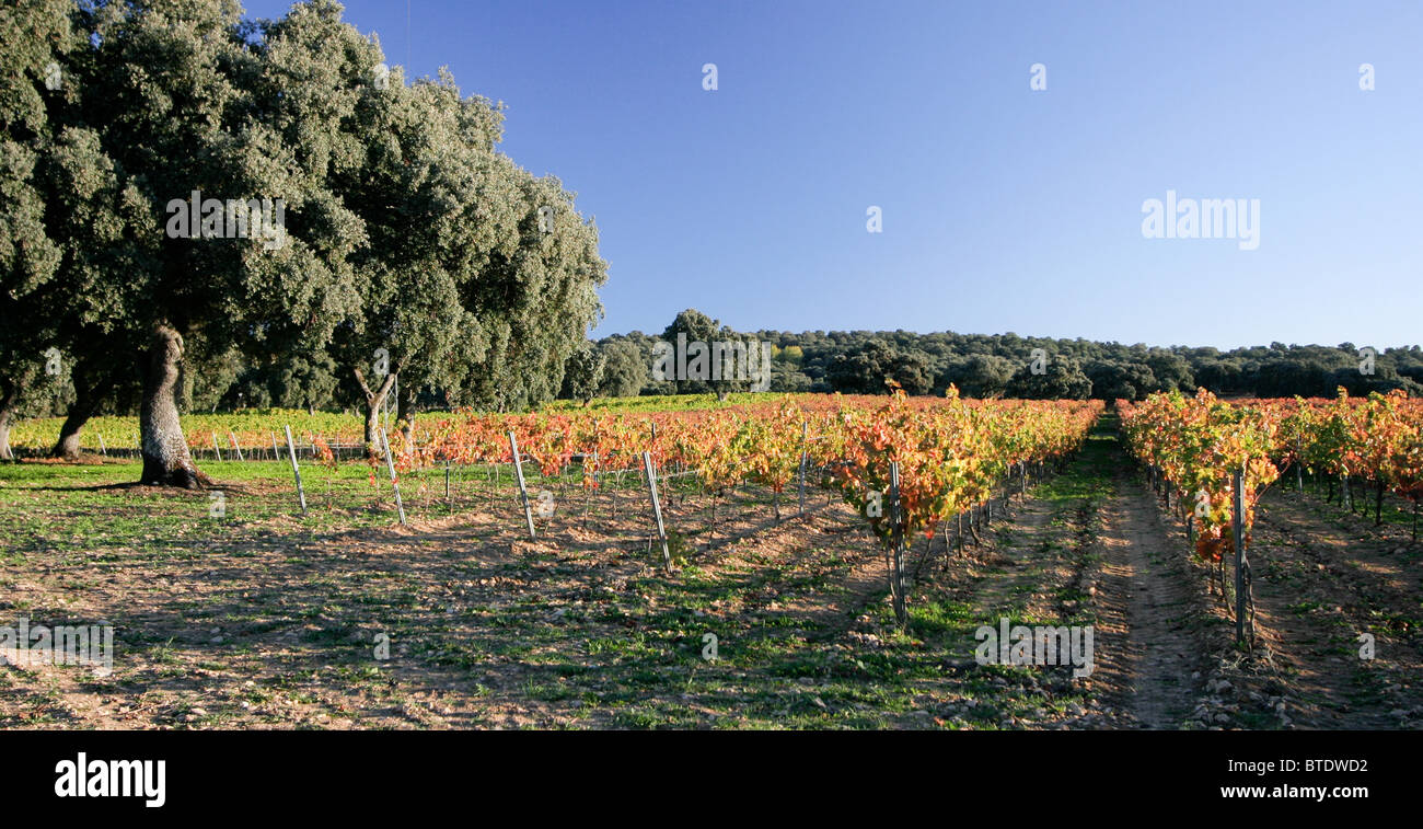 Autumn leaves on a Spanish vineyard, Andalucia, Spain Stock Photo - Alamy