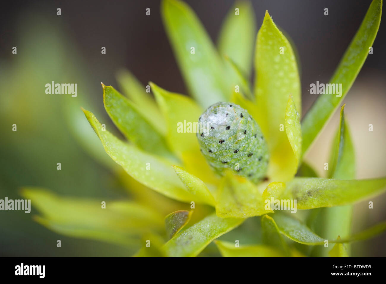 Protea flower water hi-res stock photography and images - Alamy