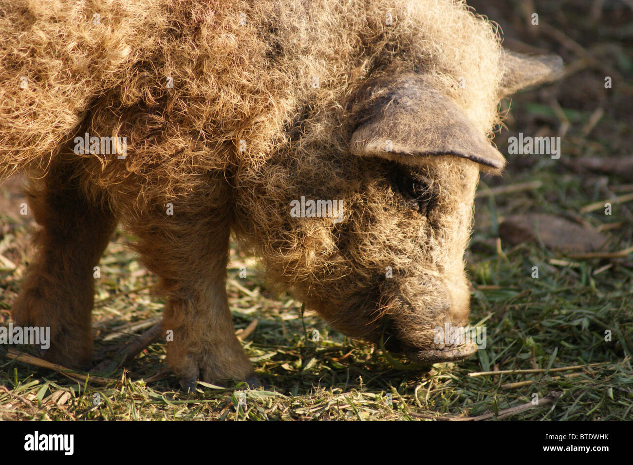 Curly haired pig hi-res stock photography and images - Alamy