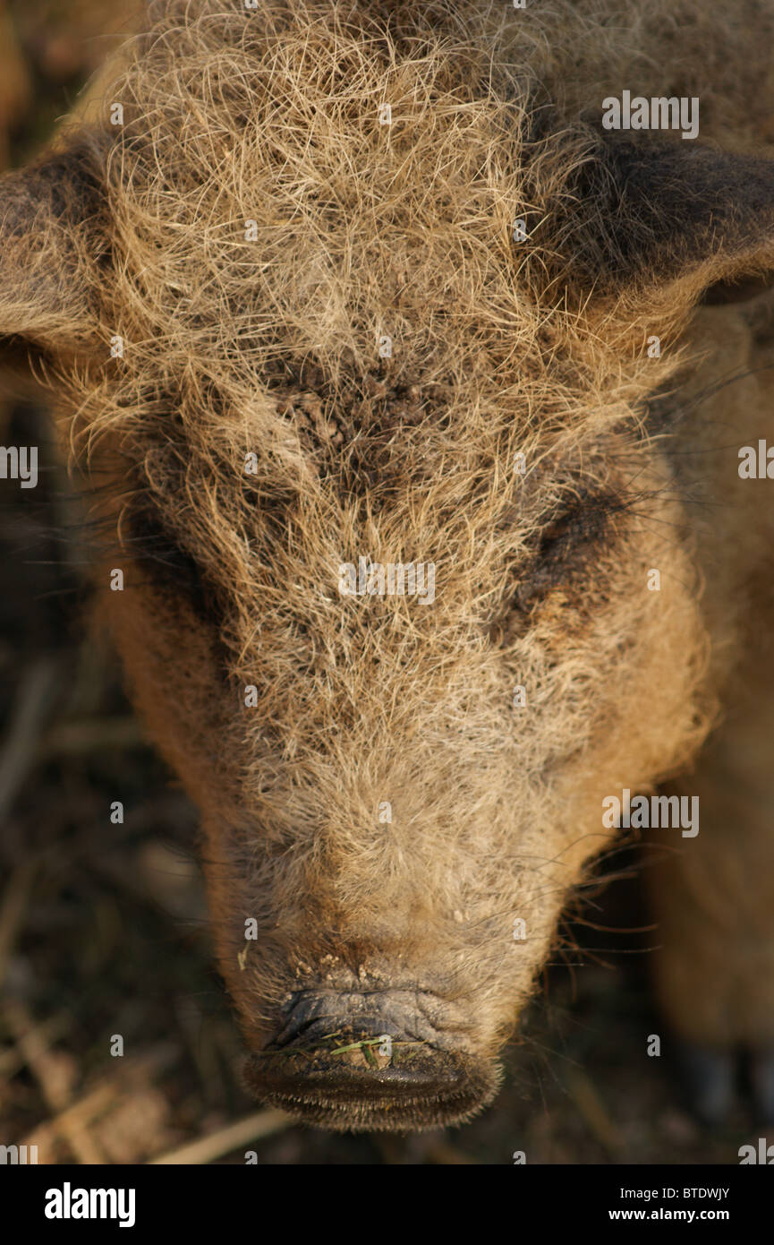 Curly haired pig hi-res stock photography and images - Alamy
