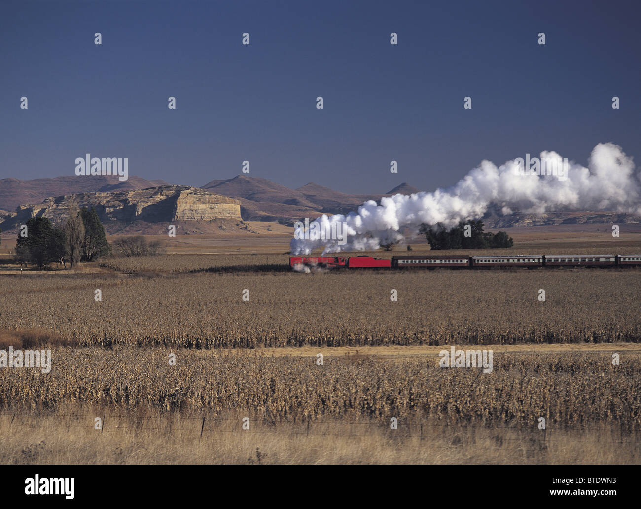 A scenic view of a steam train passing through dry maize fields Stock ...