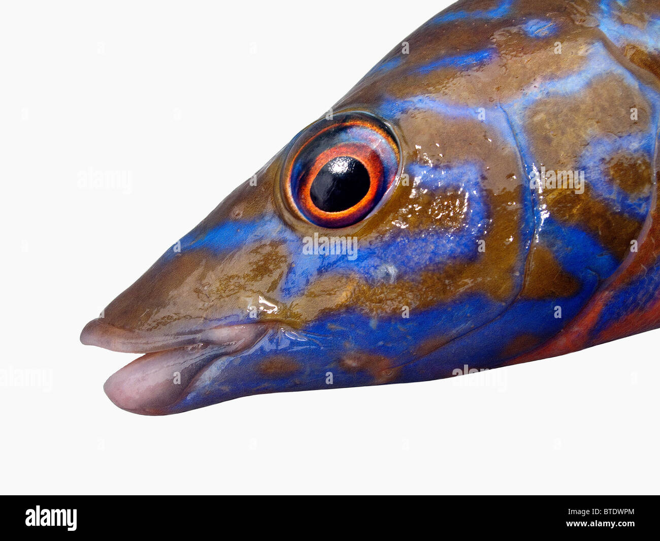 Cuckoo wrasse hi-res stock photography and images - Alamy