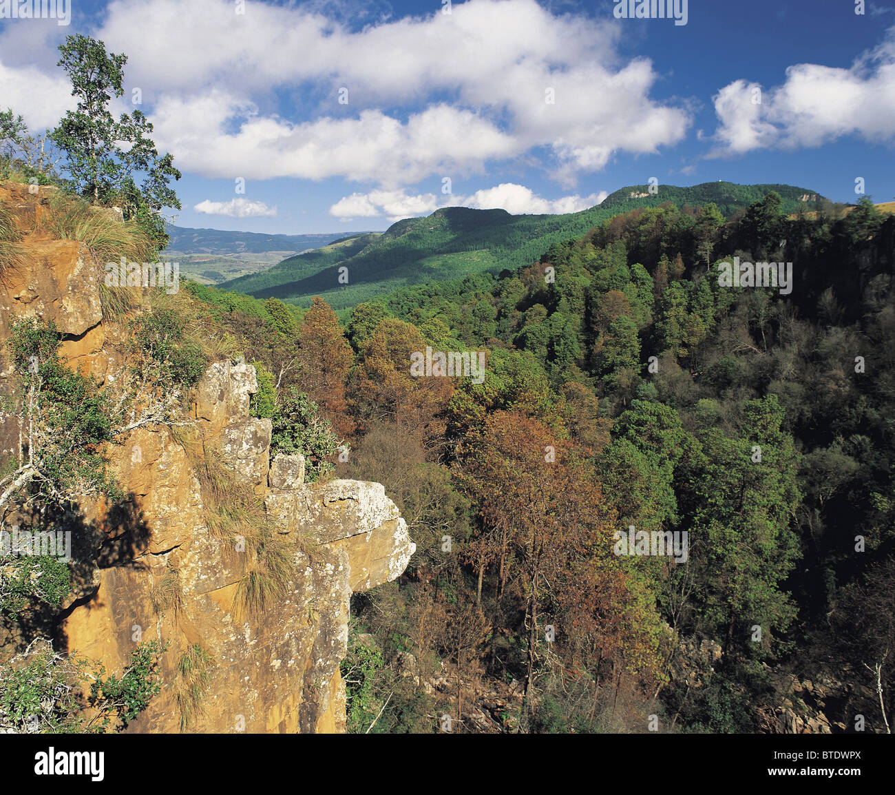 Forest scenery near Graskop Stock Photo - Alamy