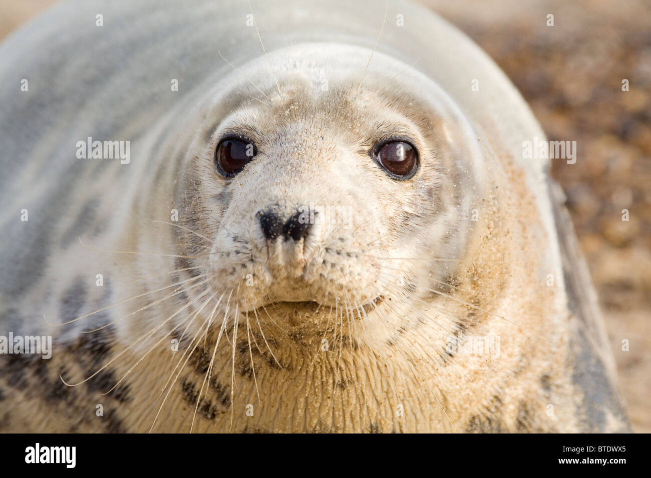 Female Grey Seal Halichoerus grypus Stock Photo - Alamy