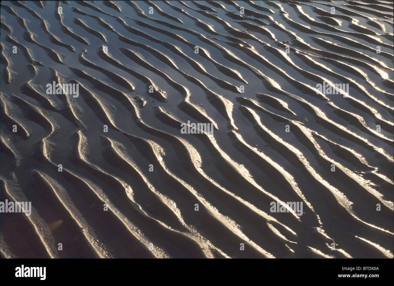 Ripples in beach sand trap water at low tide Stock Photo - Alamy