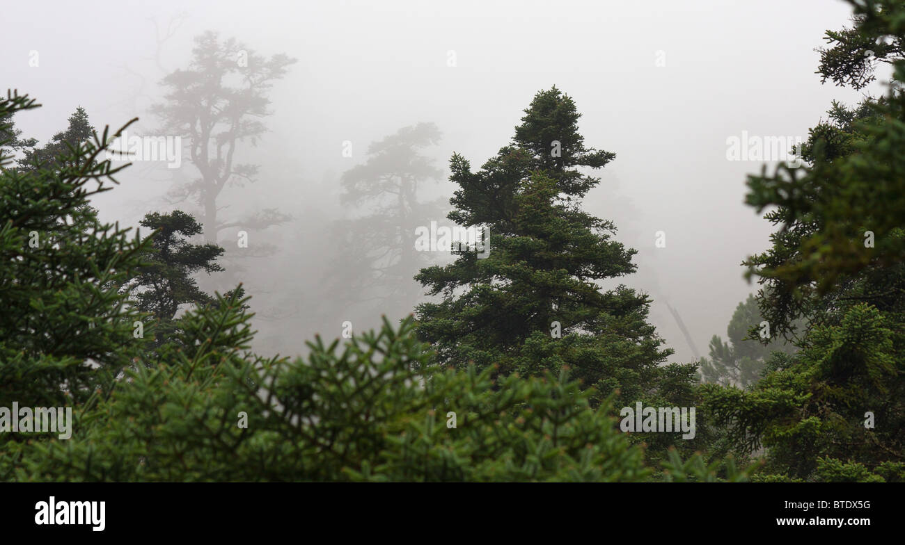 Abies pinsapo (Spanish Fir) trees in the Sierra Bermeja mountains ...