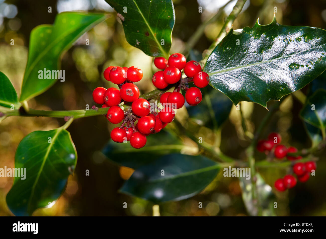 Red holly berries Stock Photo - Alamy