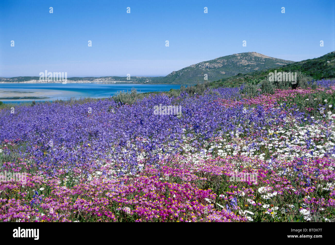 Spring flowers on a hillside at Langebaan Stock Photo - Alamy
