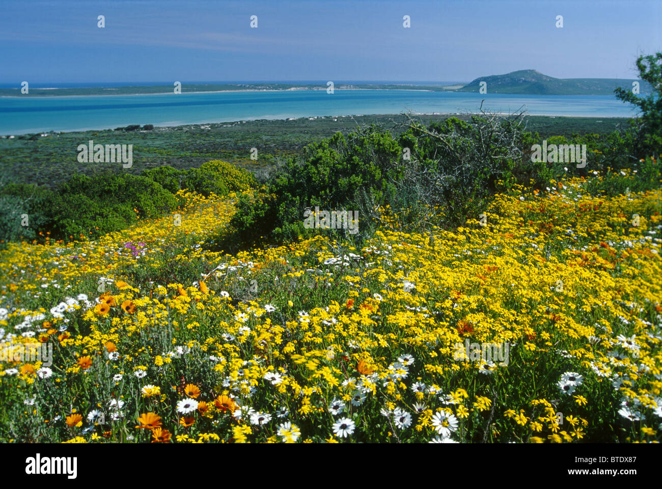 Spring flowers on a hillside overlooking Langebaan Stock Photo - Alamy
