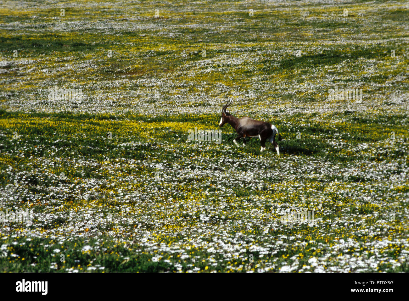 Postberg flowers hi-res stock photography and images - Alamy
