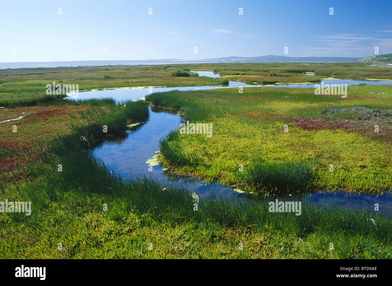A crystal clear stream drains a coastal wetland in the West Coast ...