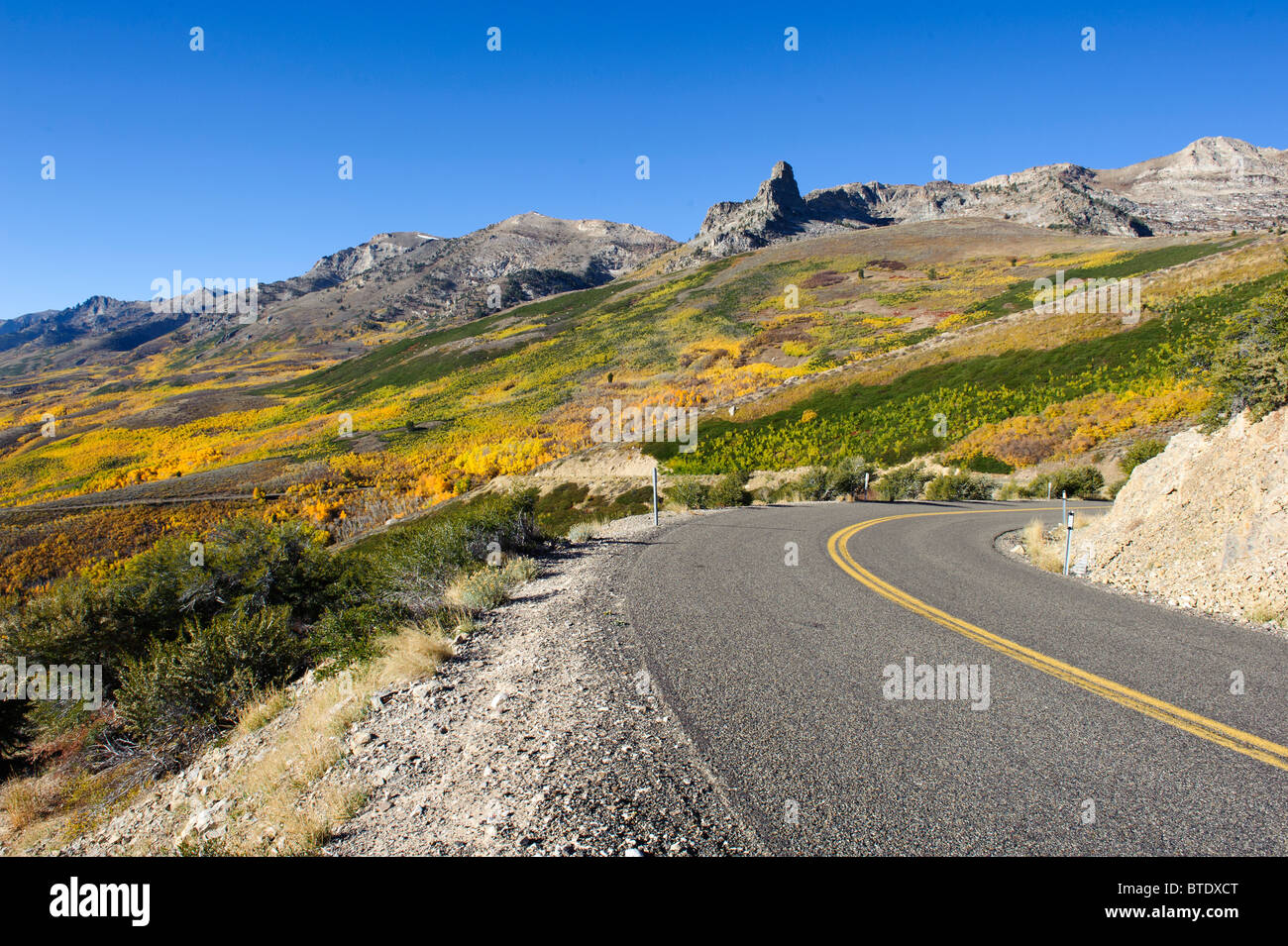 Fall colors northern Nevada, Aspen trees turning gold, road winding ...