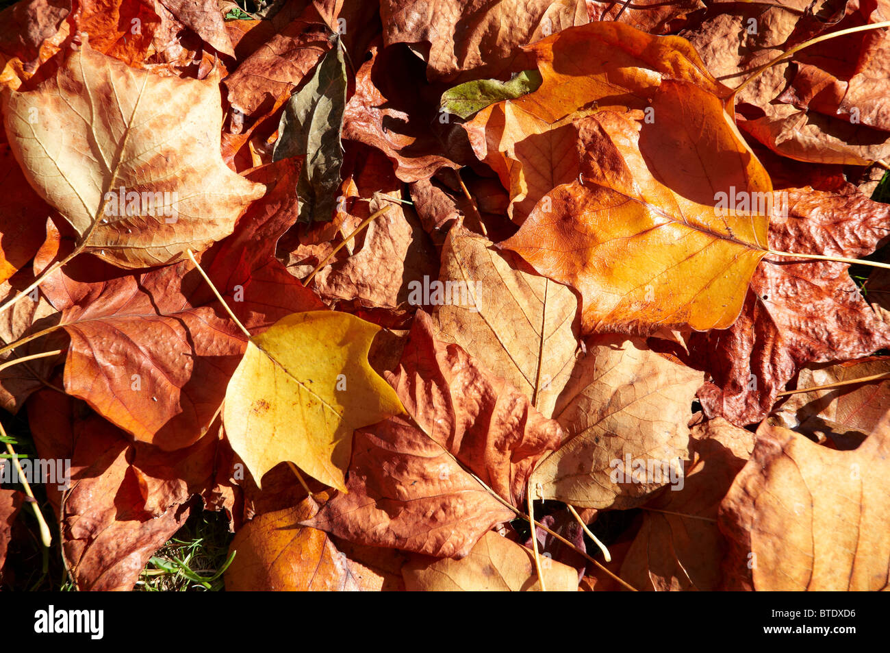 Fallen maple leaves showing form and autumnal colours Stock Photo - Alamy