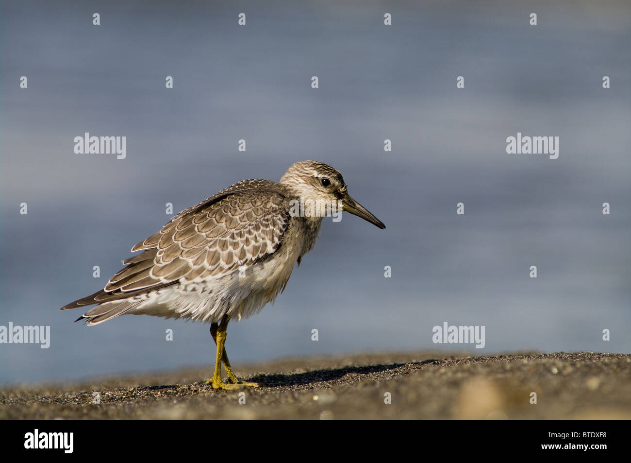 knot walking on sand by the sea Stock Photo - Alamy