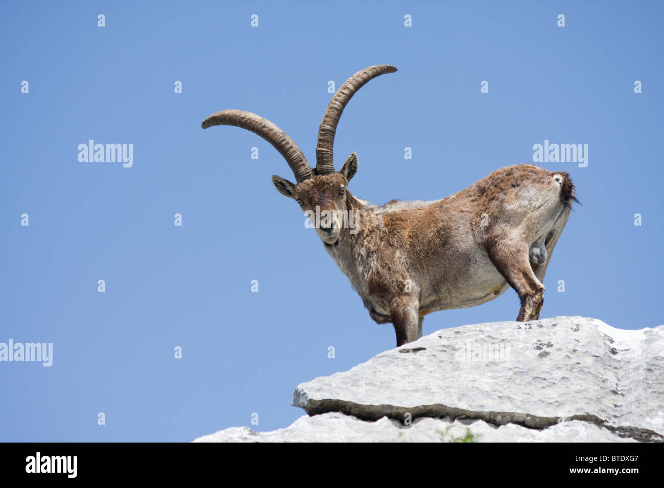 Spanish Ibex