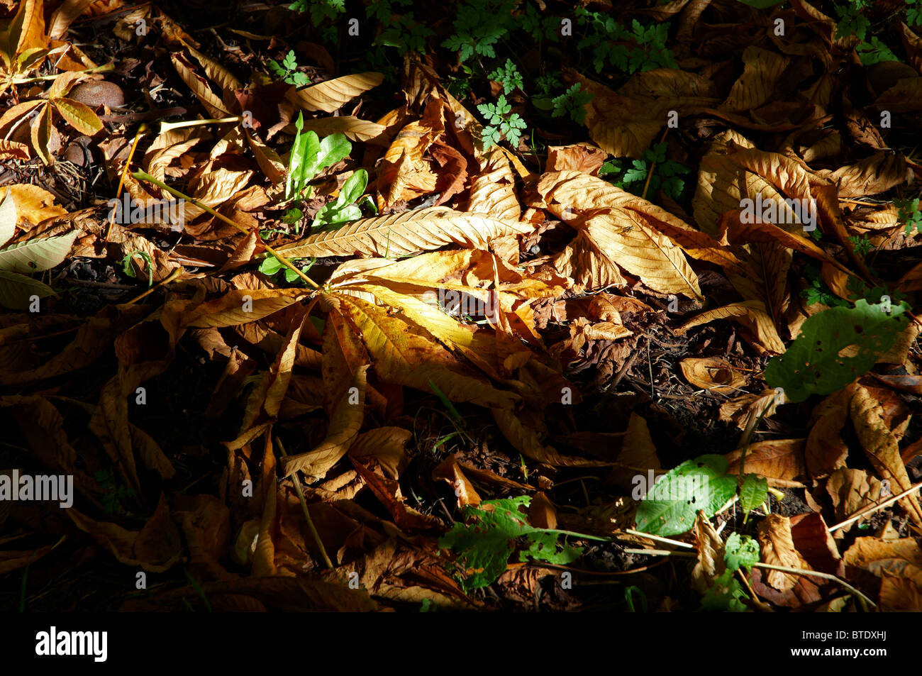 Fallen leaves showing form and autumnal colours with sunlight and ...