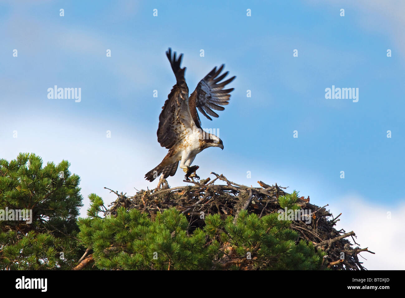 Osprey nest hi-res stock photography and images - Alamy