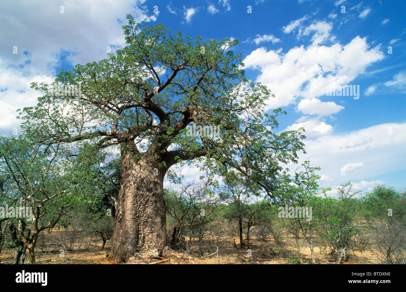 Bushveld baobab tree leaf hi-res stock photography and images - Alamy