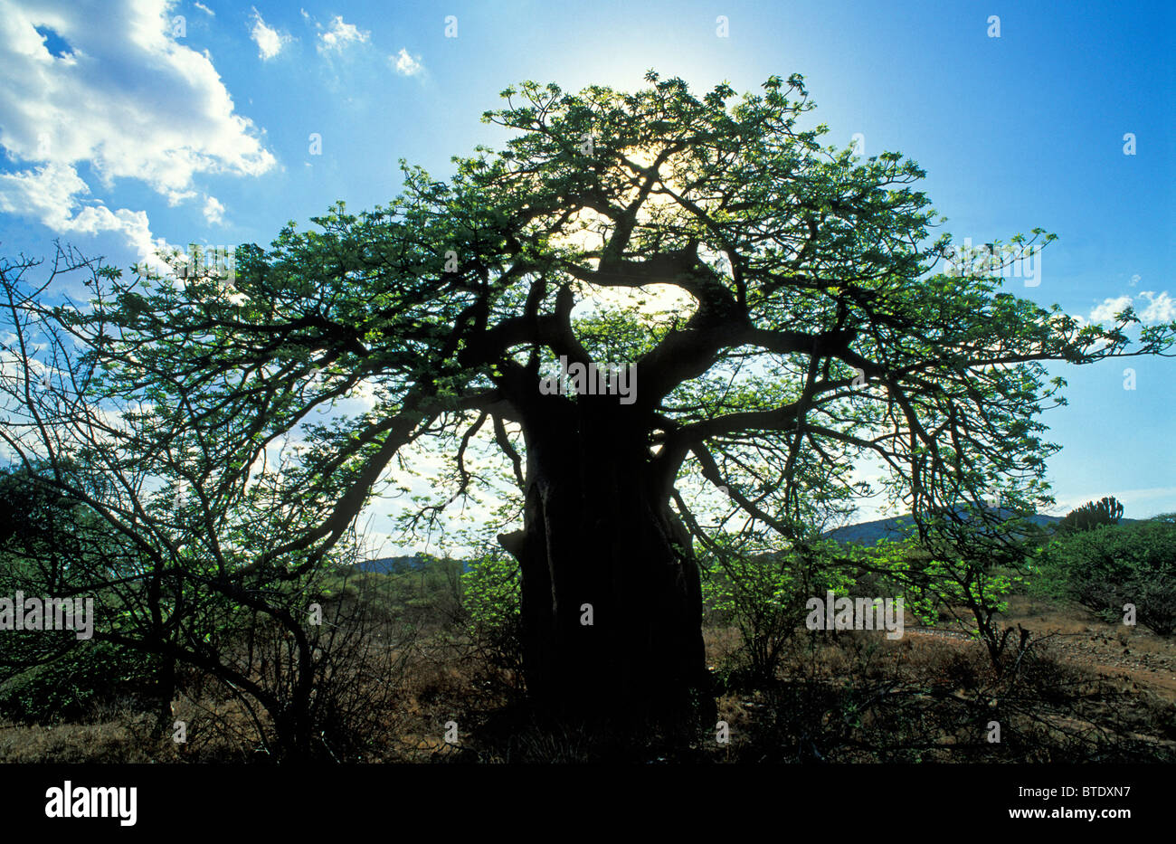 Baobab tree backlit by late afternoon sun Stock Photo - Alamy