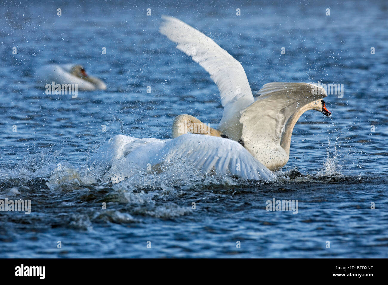 Chasing swan hi-res stock photography and images - Alamy