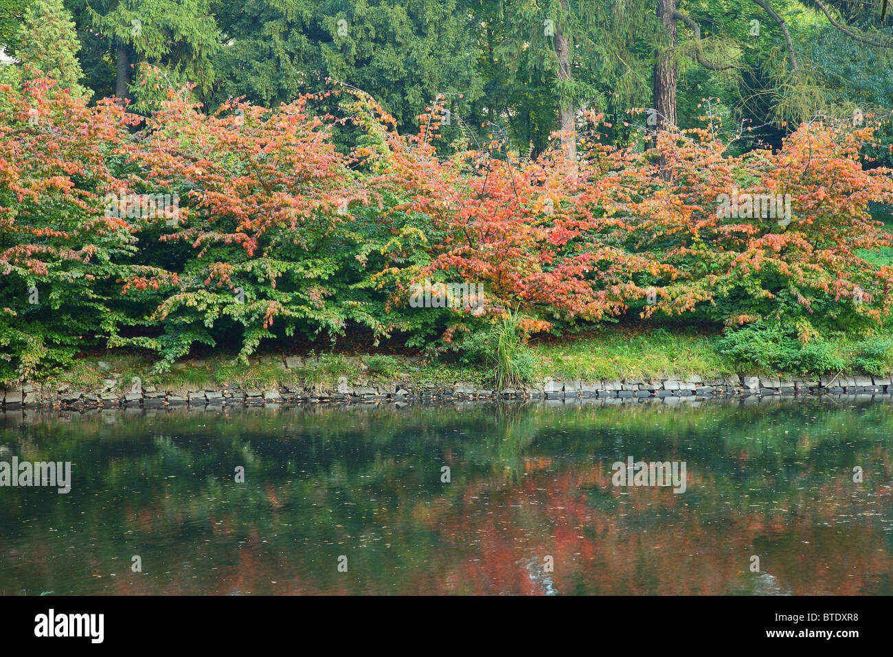 Red beech tree hi-res stock photography and images - Alamy