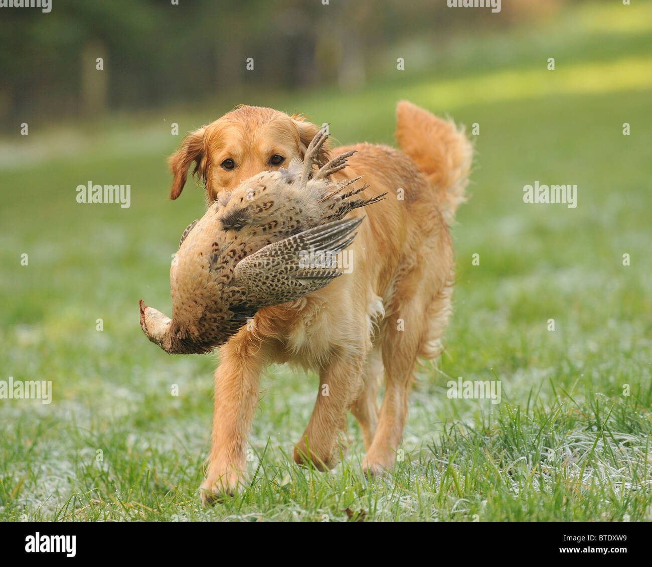 Will Golden Retrievers Kill Chickens