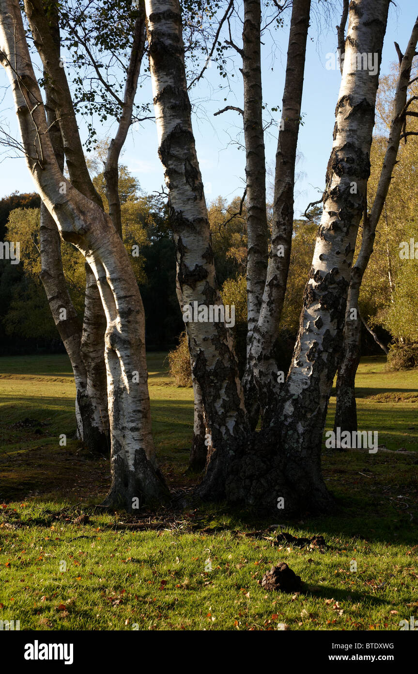 Silver birch trees in a forest lawn in the New Forest, Hampshire ...