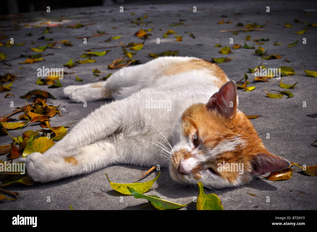 Ginger cat laying down outside Stock Photo - Alamy