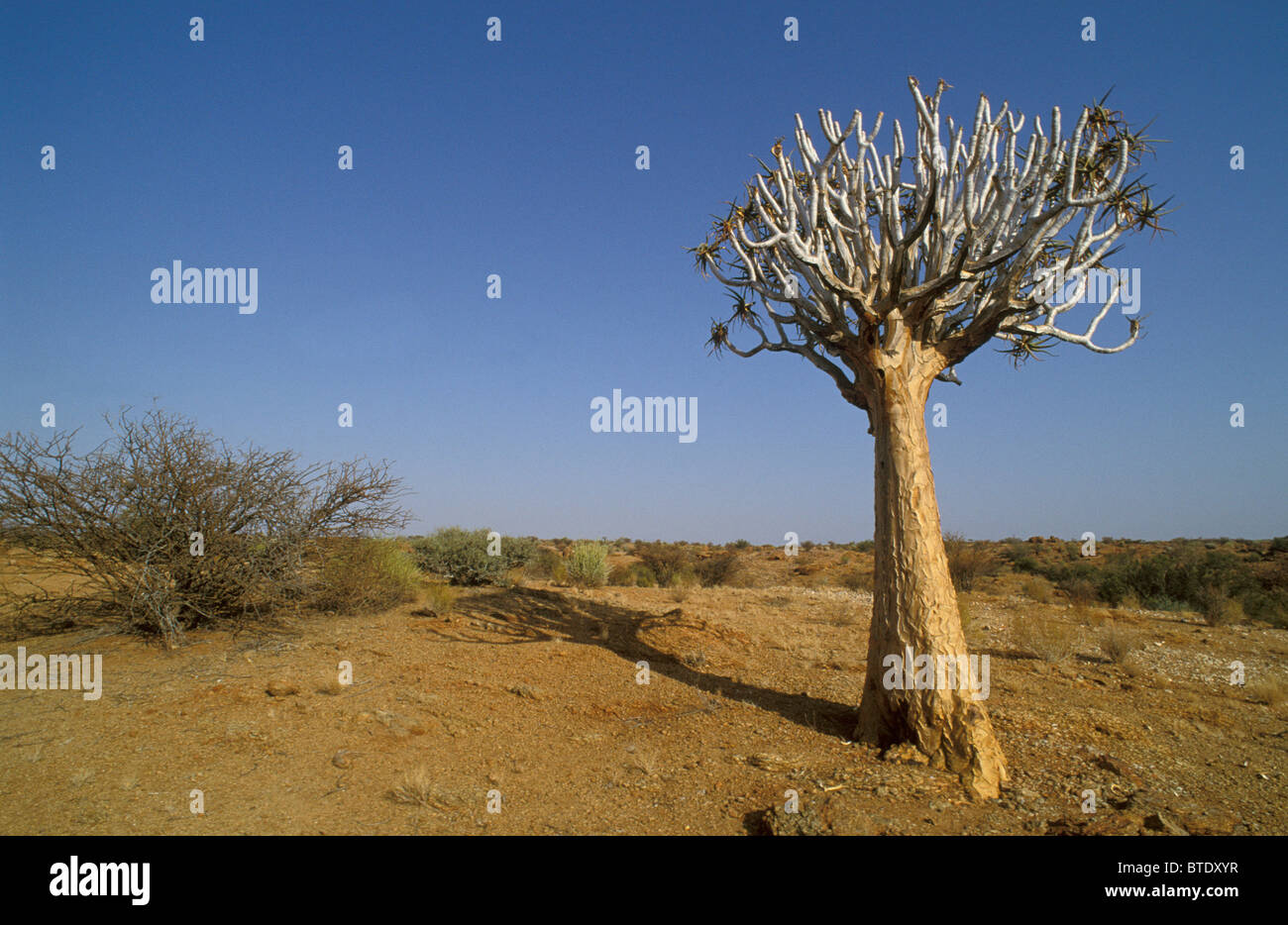 Desert landscape with Quiver tree Stock Photo - Alamy