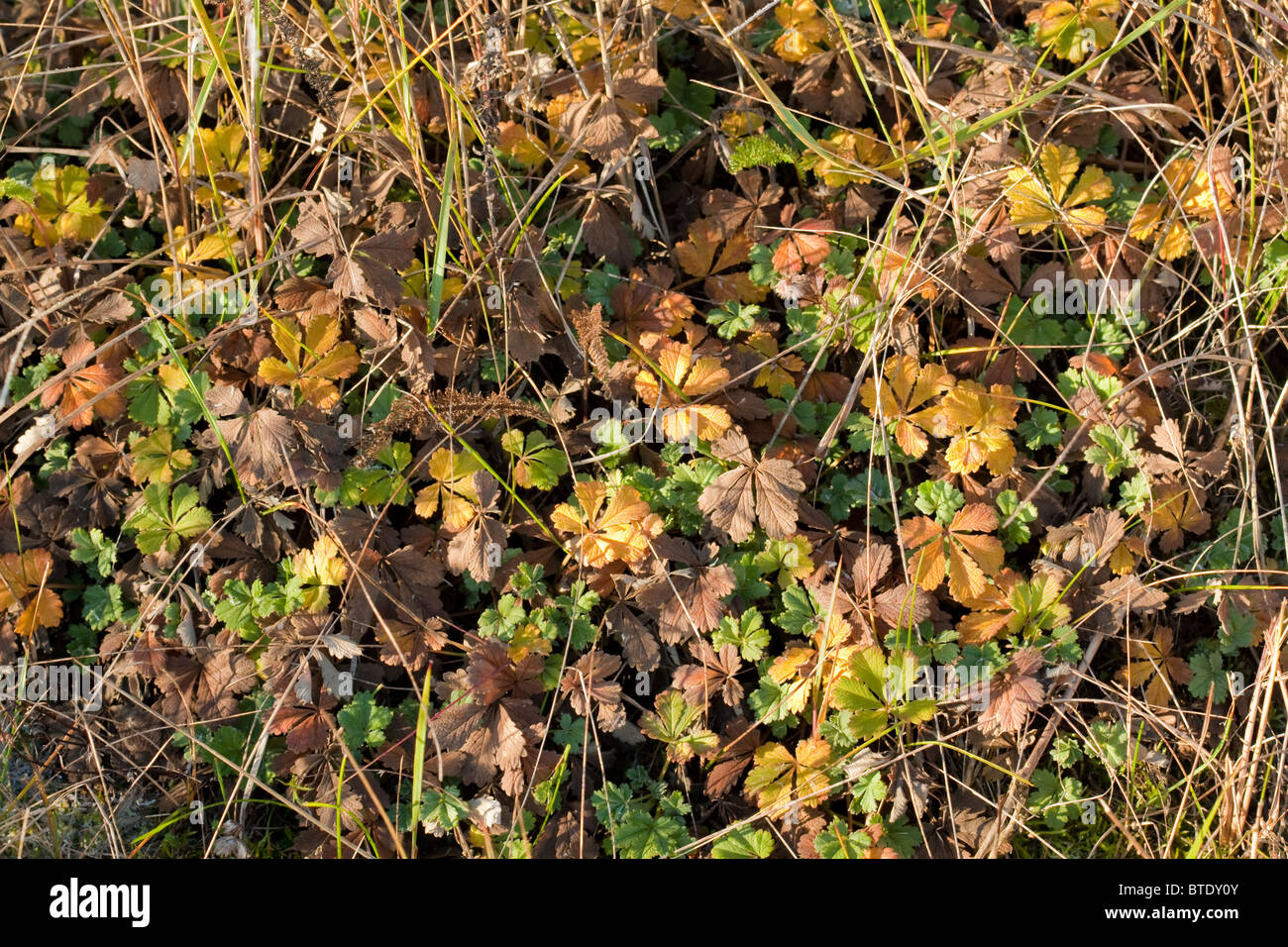 Groundsel bush hi-res stock photography and images - Alamy
