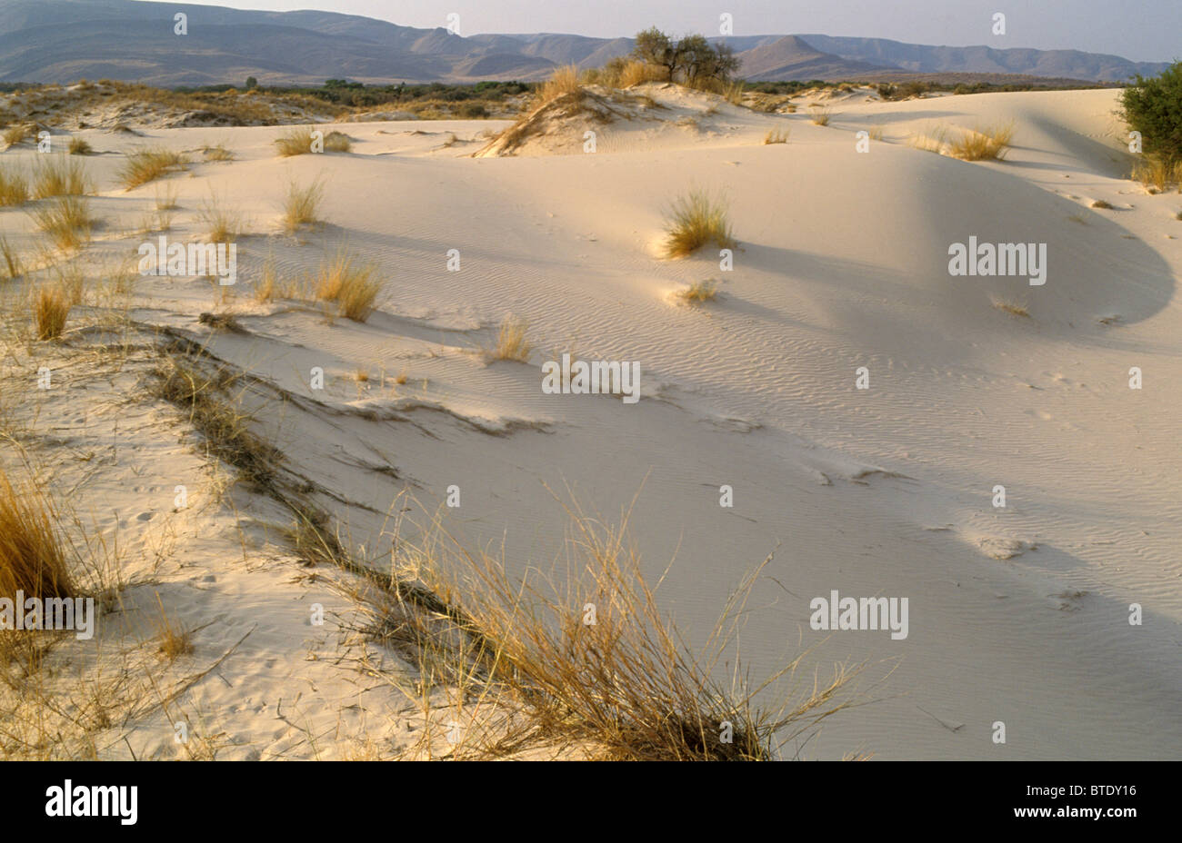 Desert landscape with tufts of grass growing on sand dune Stock Photo ...