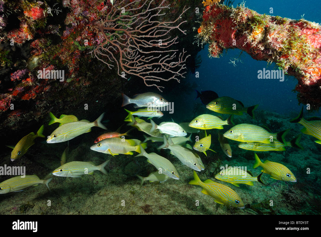 School of french grunts off Key Largo coast, Florida, USA Stock Photo ...