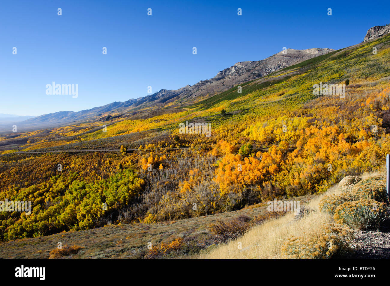 Fall colors northern Nevada, Aspen trees turning gold, road winding ...