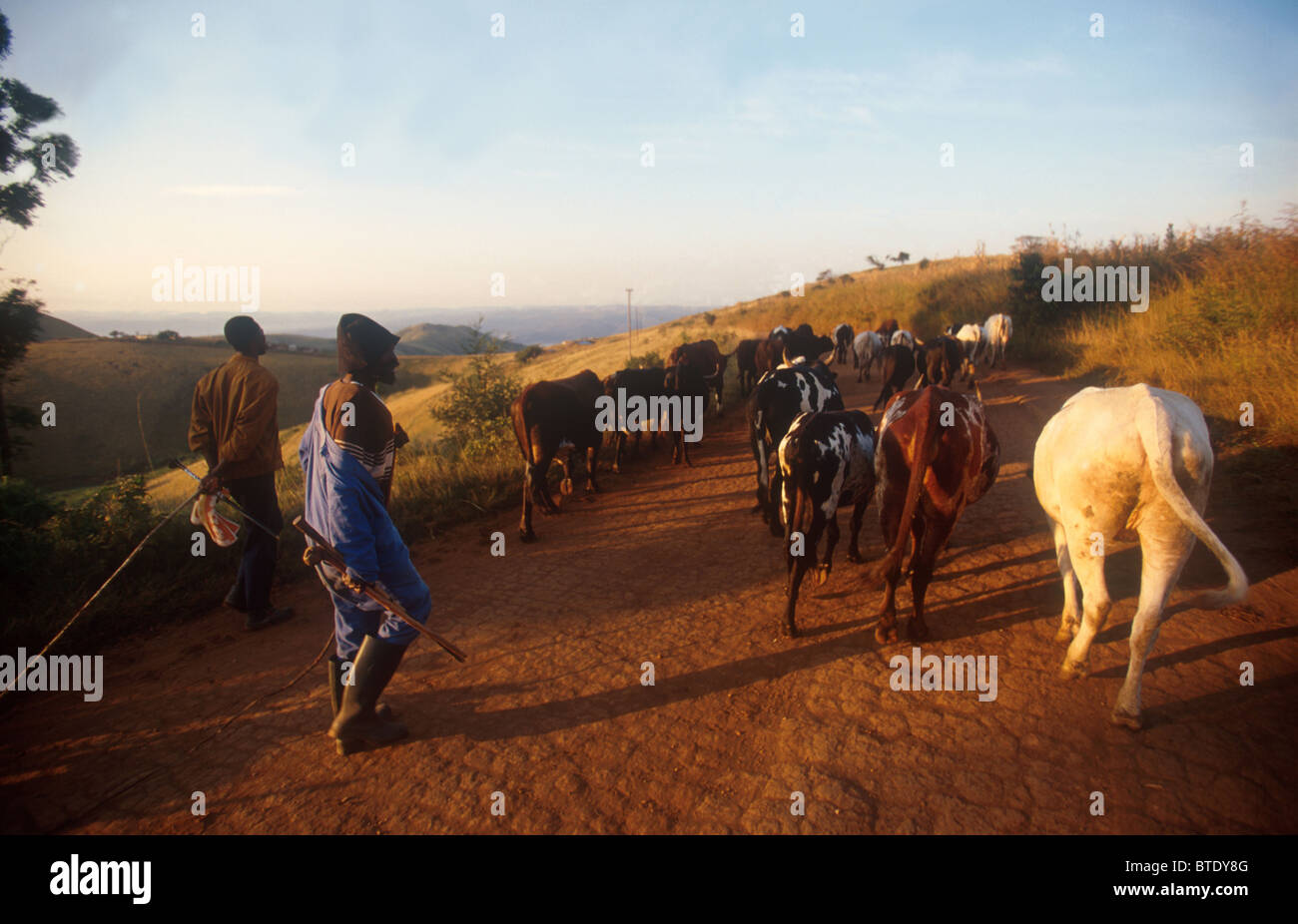 Men herding cattle hi-res stock photography and images - Alamy