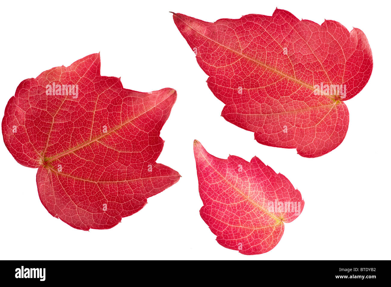 Three red leaves of the Parthenocissus quinquefolia Stock Photo - Alamy