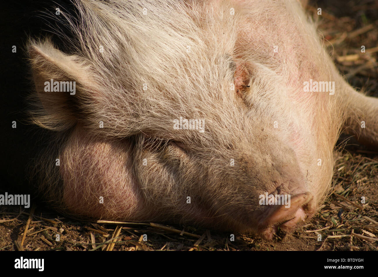 Hungarian mangalitia pig, a very curly haired animal Stock Photo - Alamy