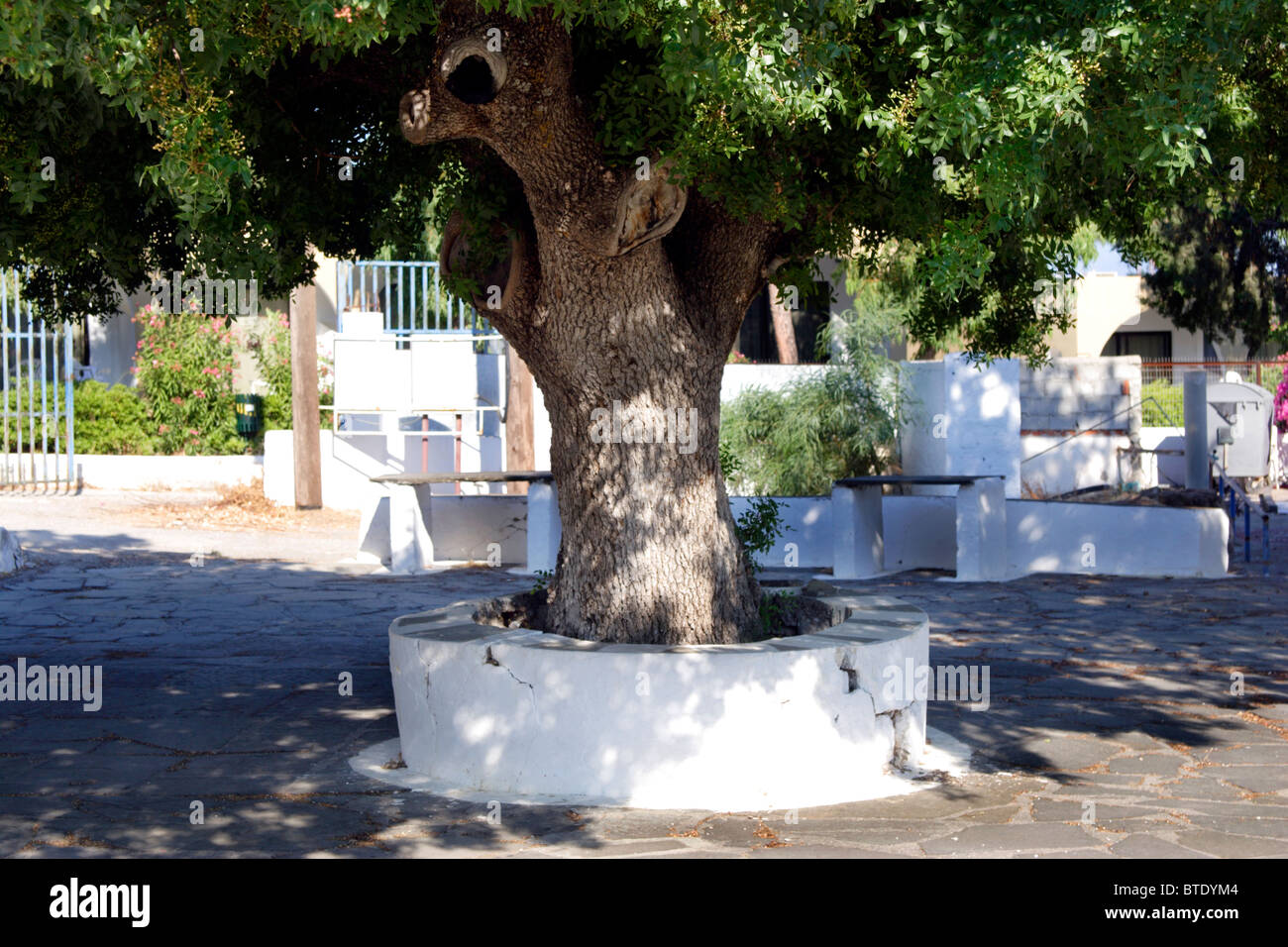Tree in courtyard, Lothiarika, near Lardos , Rhodes, Dodecanese Islands ...