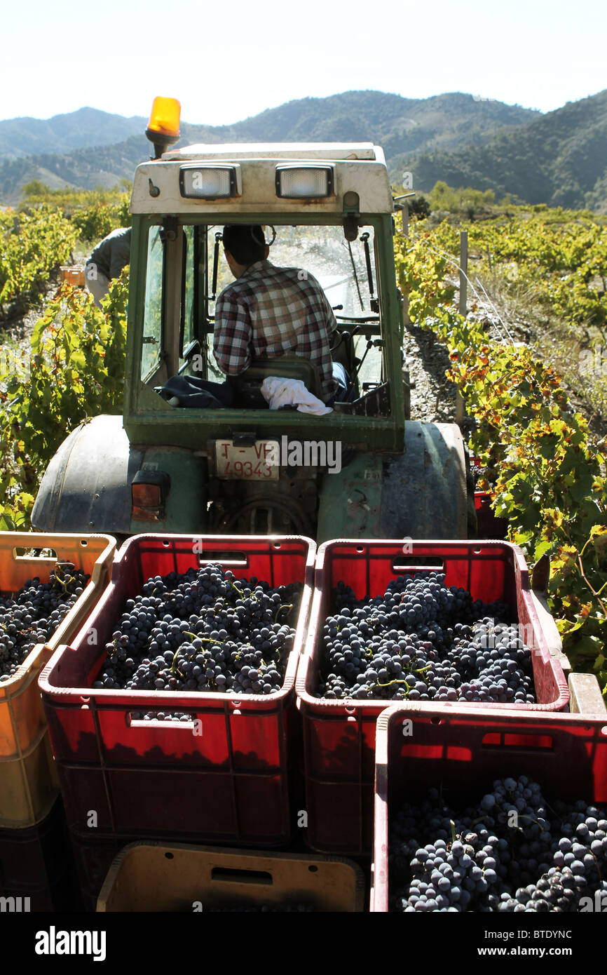 Vineyard worker driving a tractor hi-res stock photography and images ...